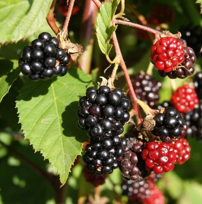 RUBUS frut. 'TRIPLE CROWN' - Blomstertorget